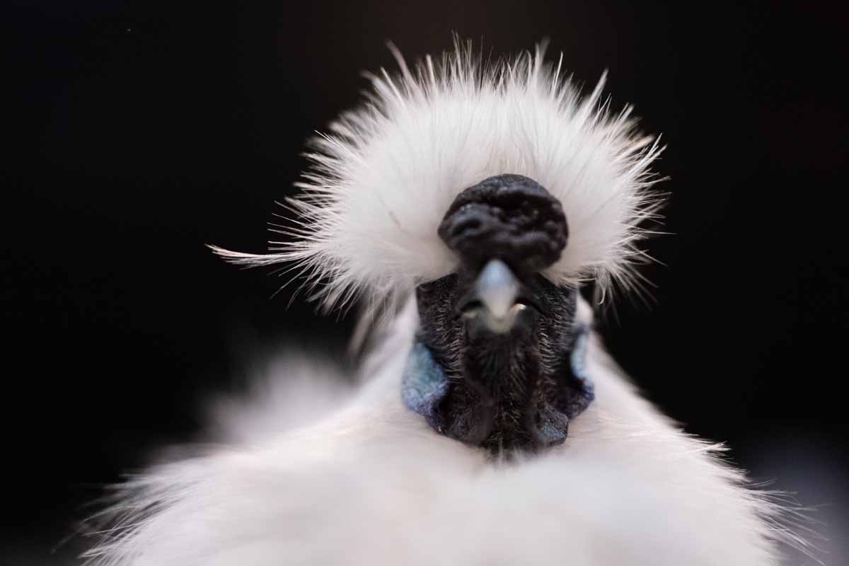 oli.scarff | Correspondent