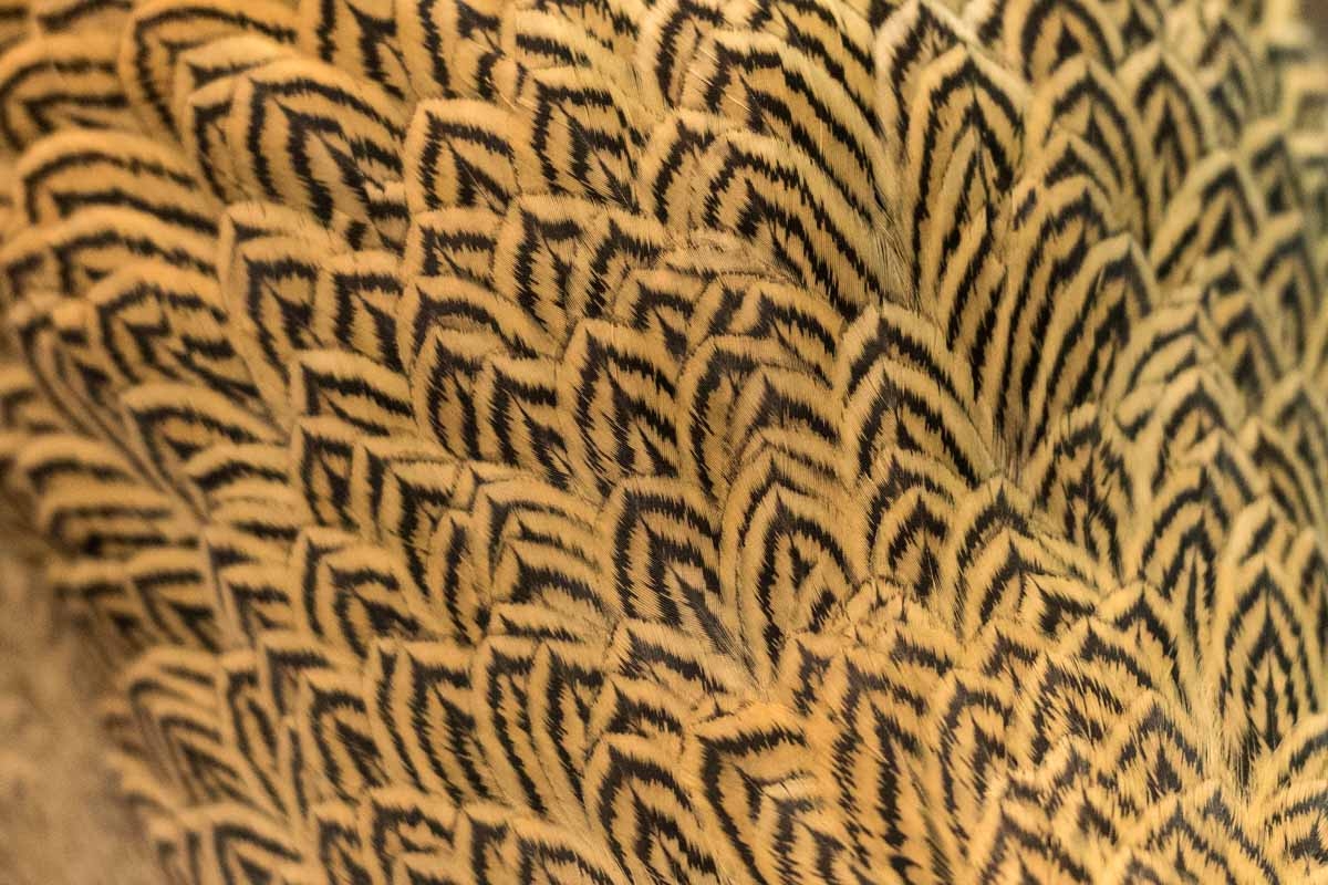 oli.scarff | Correspondent