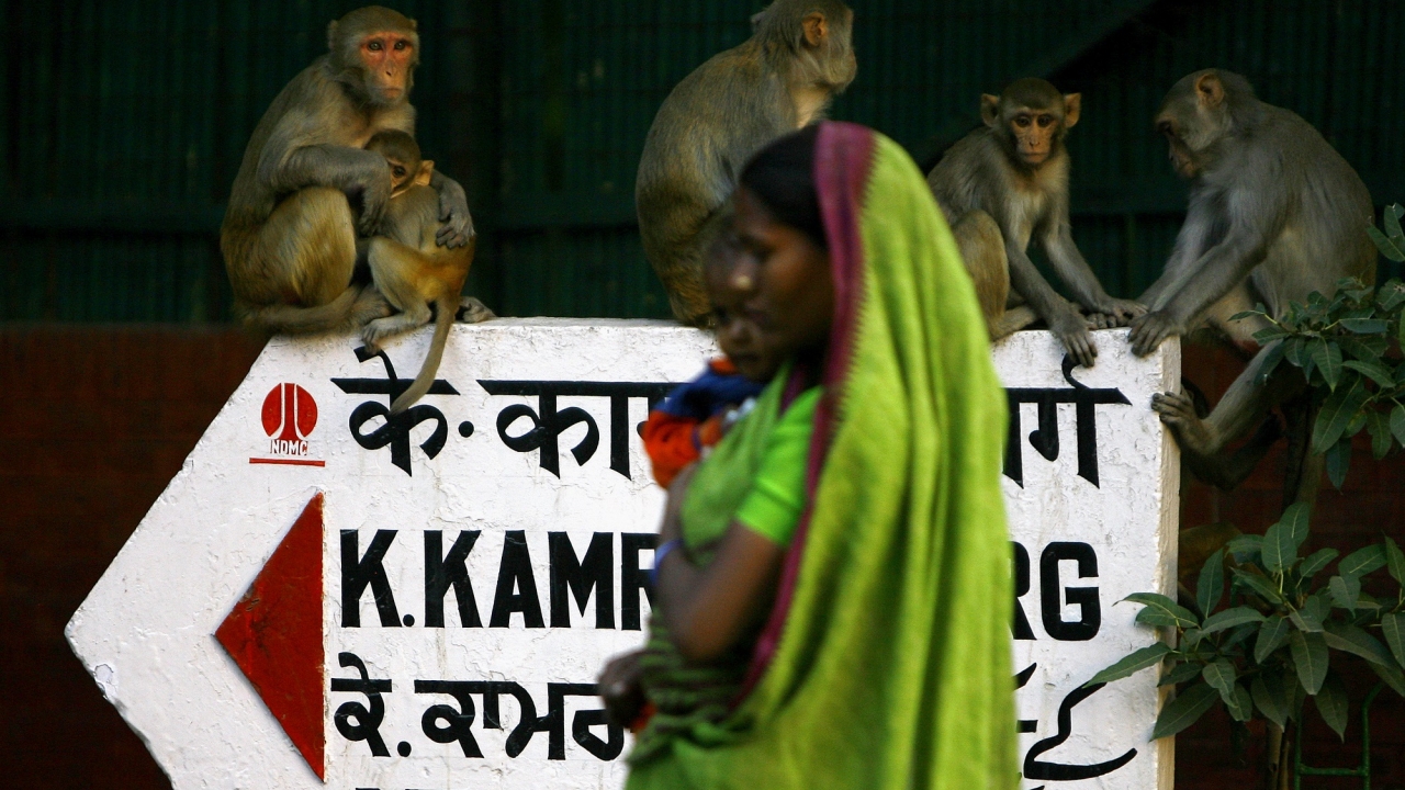 Serious monkey business | Correspondent
